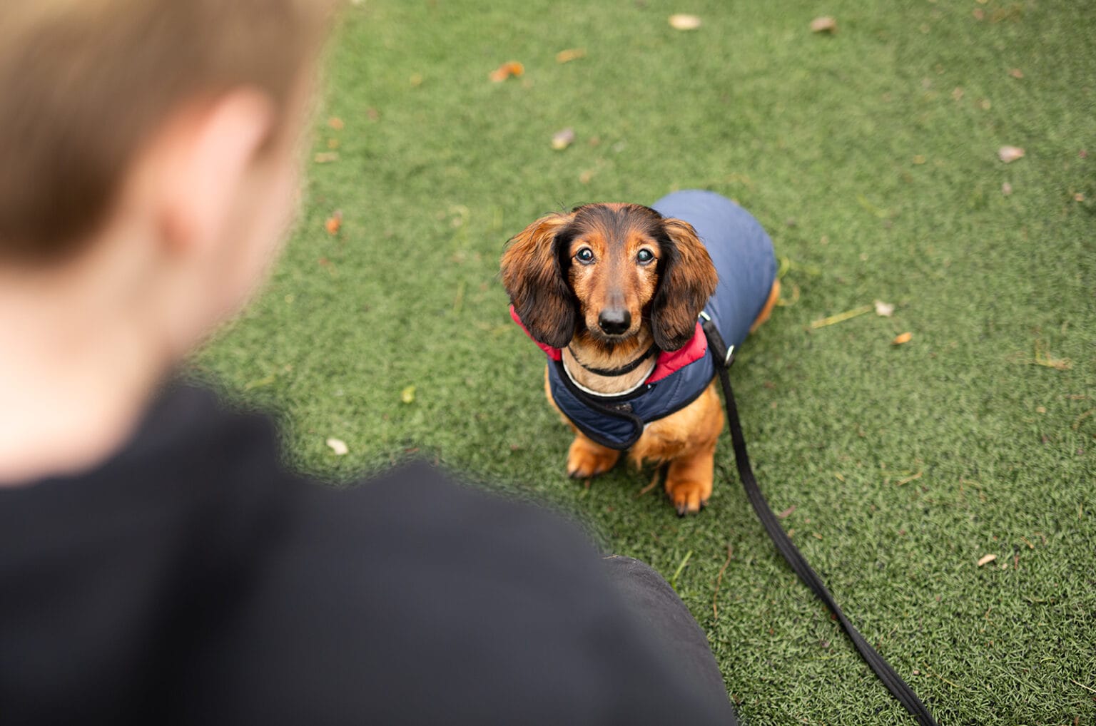 Canine Behaviour | University Centre Reaseheath