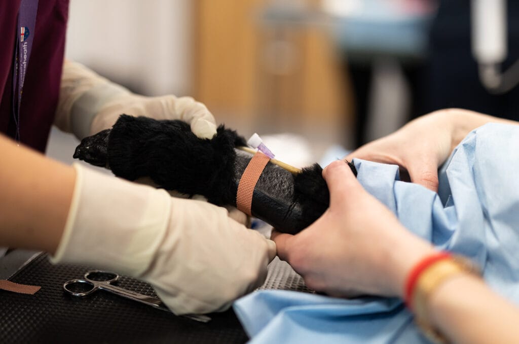 BSc (Hons) in Veterinary Nursing | University Centre Reaseheath
