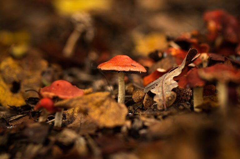 Environment & Conservation Sciences | University Centre Reaseheath