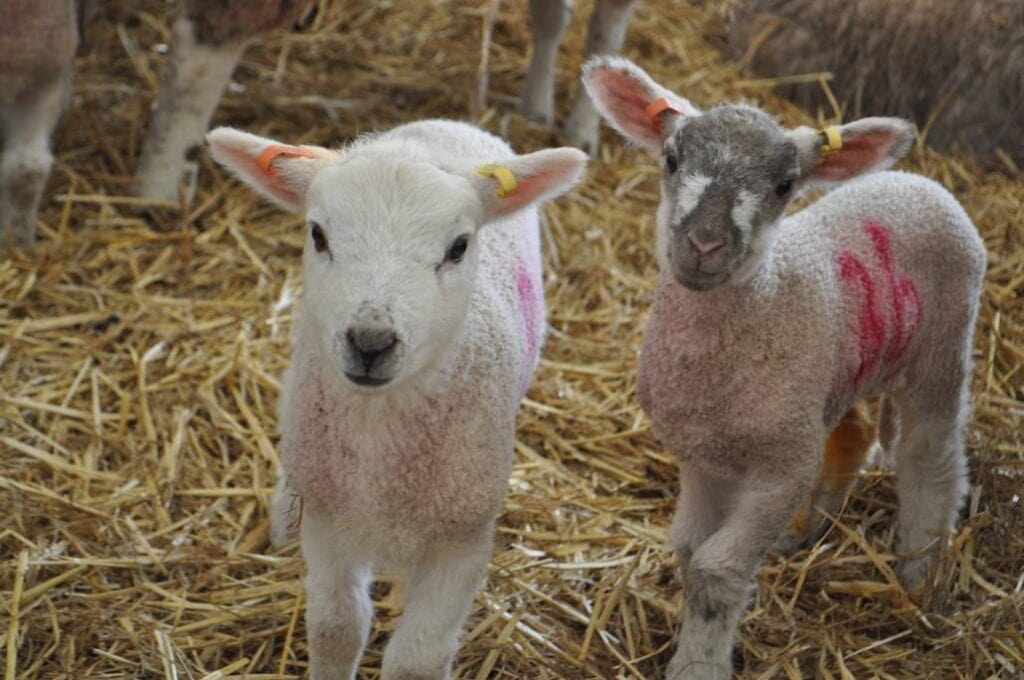 Foundation Degree in Sustainable Agriculture with Livestock Management | University Centre ...