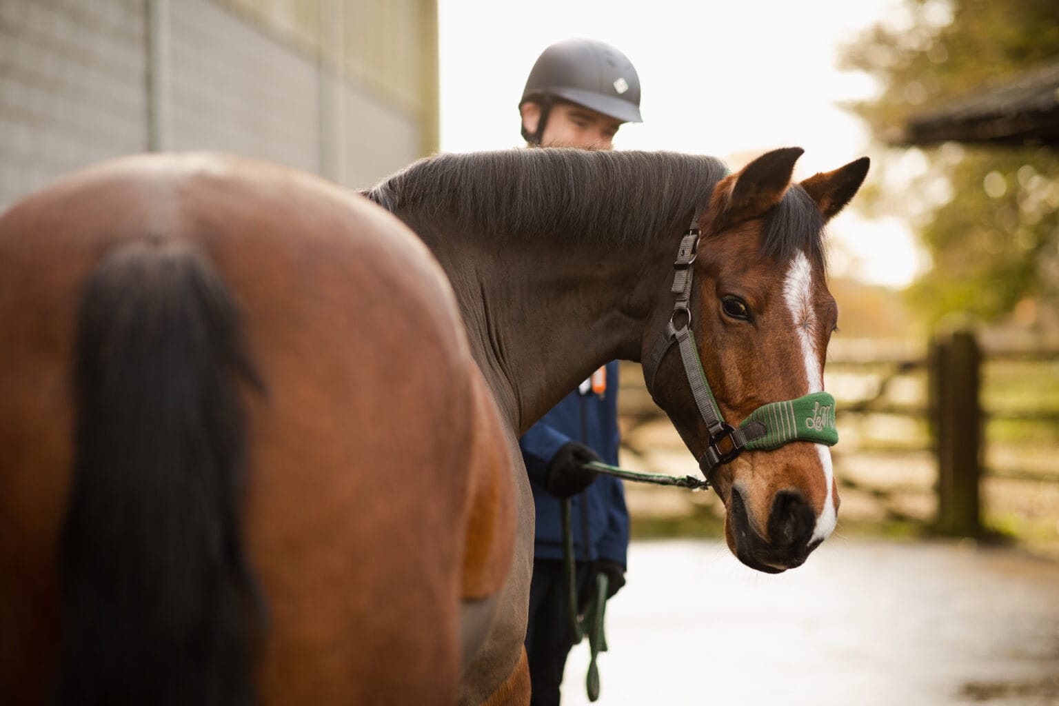 Equine Science | University Centre Reaseheath
