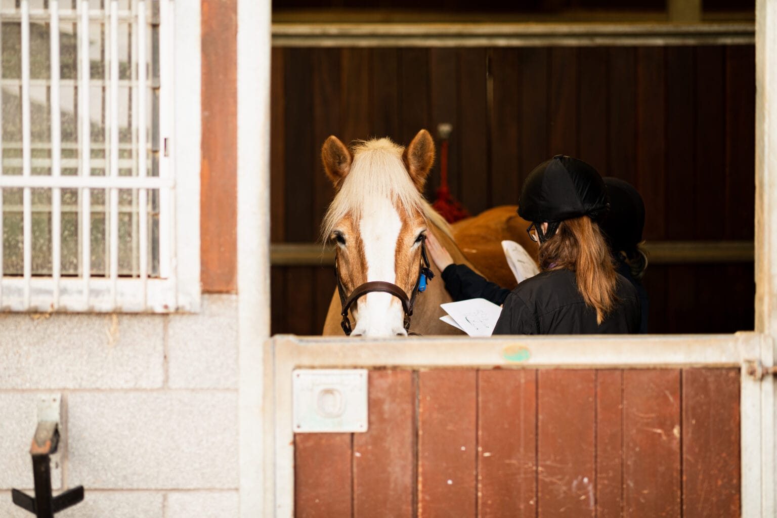 Foundation Degree in Equine Training and Rehabilitation | University Centre Reaseheath