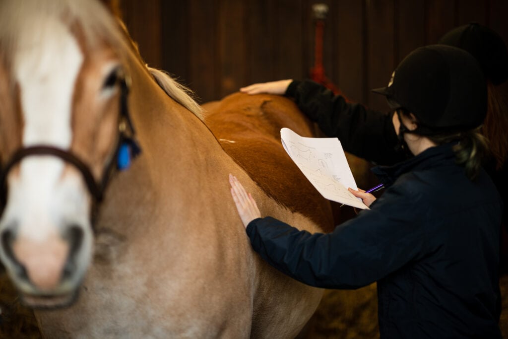 BSc (Hons) Equine Behaviour and Welfare (Top-Up) University Centre Reaseheath