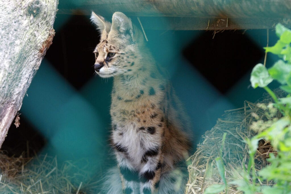 Foundation Degree Zoo Management | University Centre Reaseheath