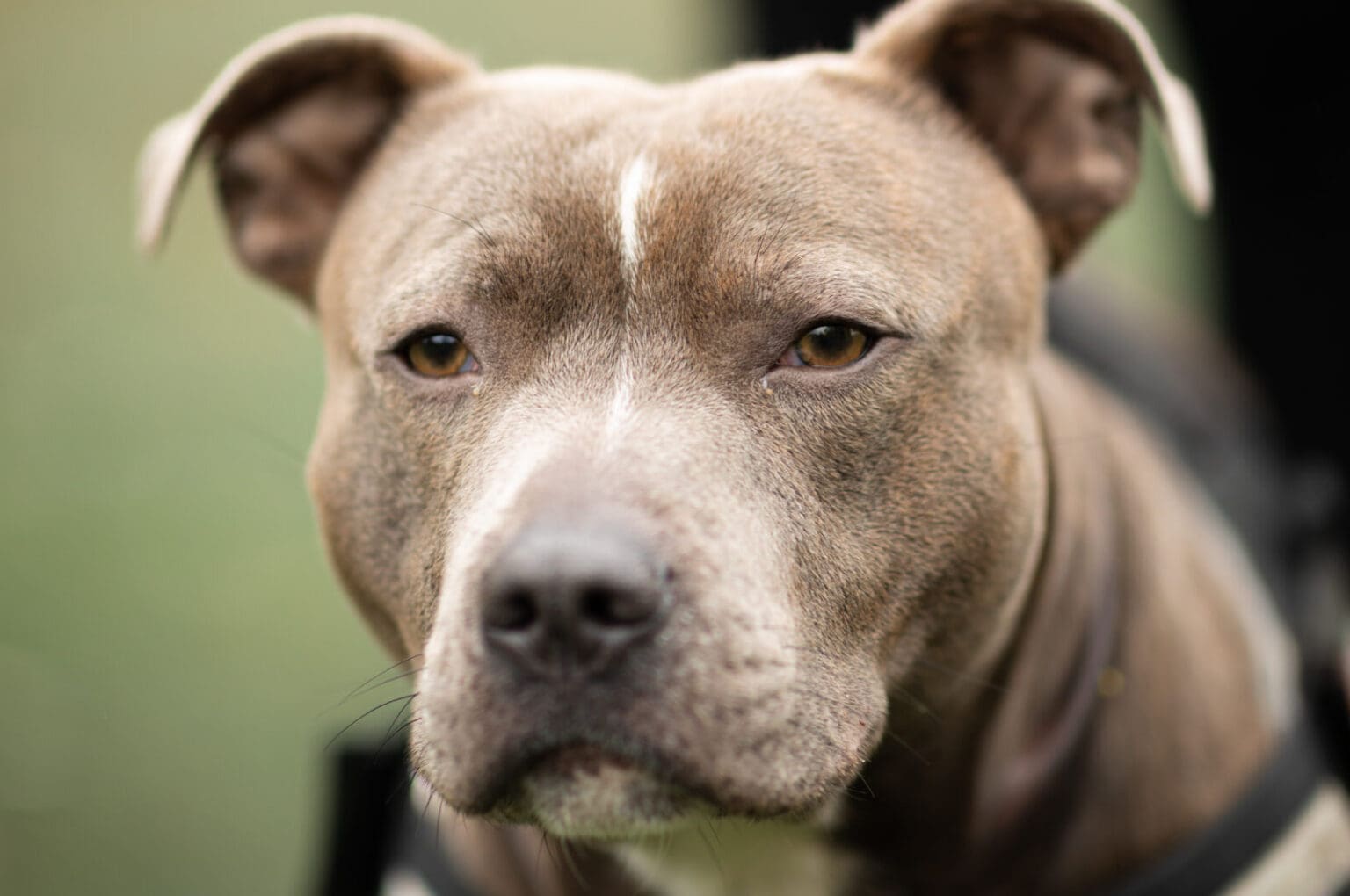 BSc (Hons) Canine Clinical Behaviour (Top-Up) | University Centre Reaseheath