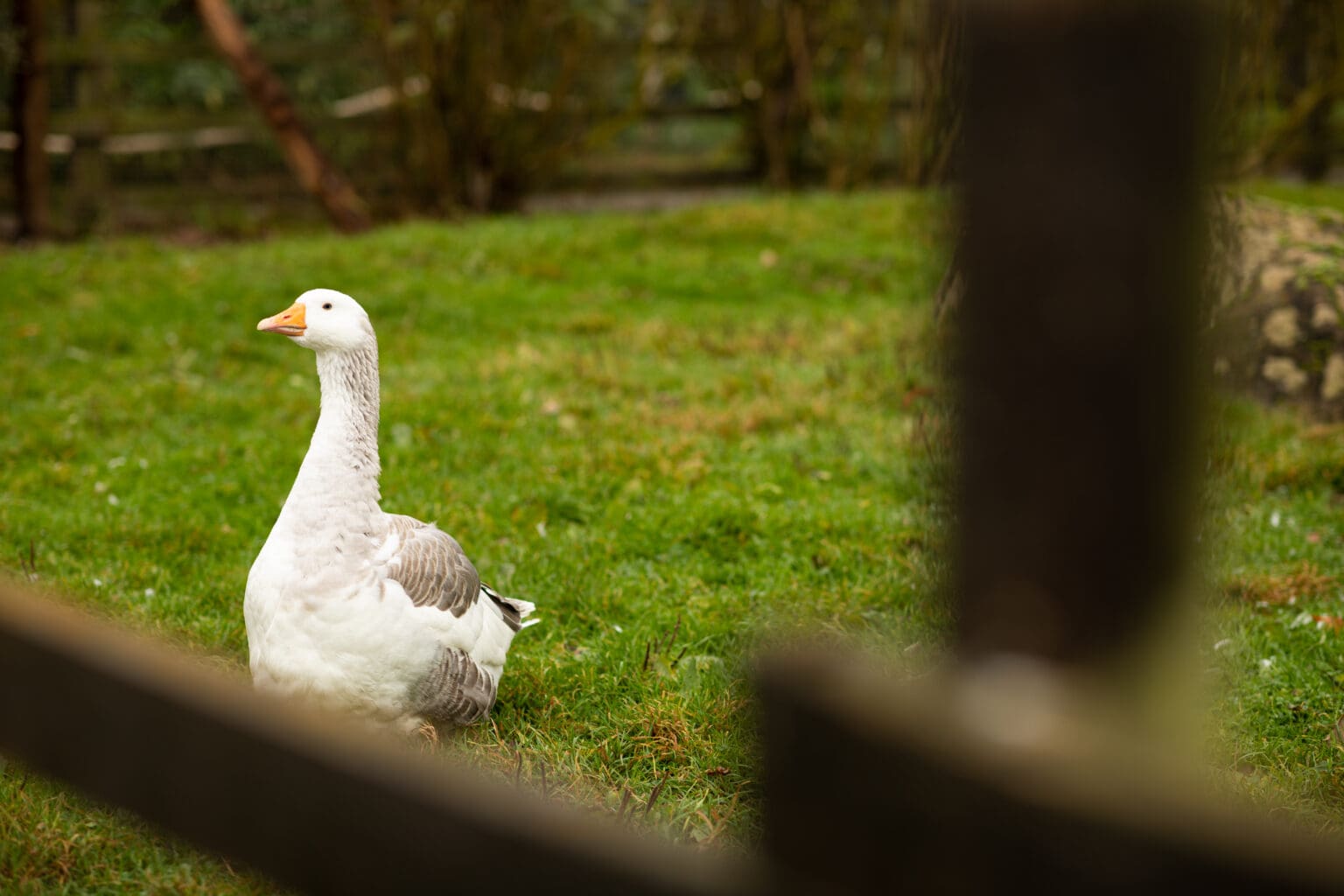 Foundation Degree in Animal Management (Behaviour and Welfare ...