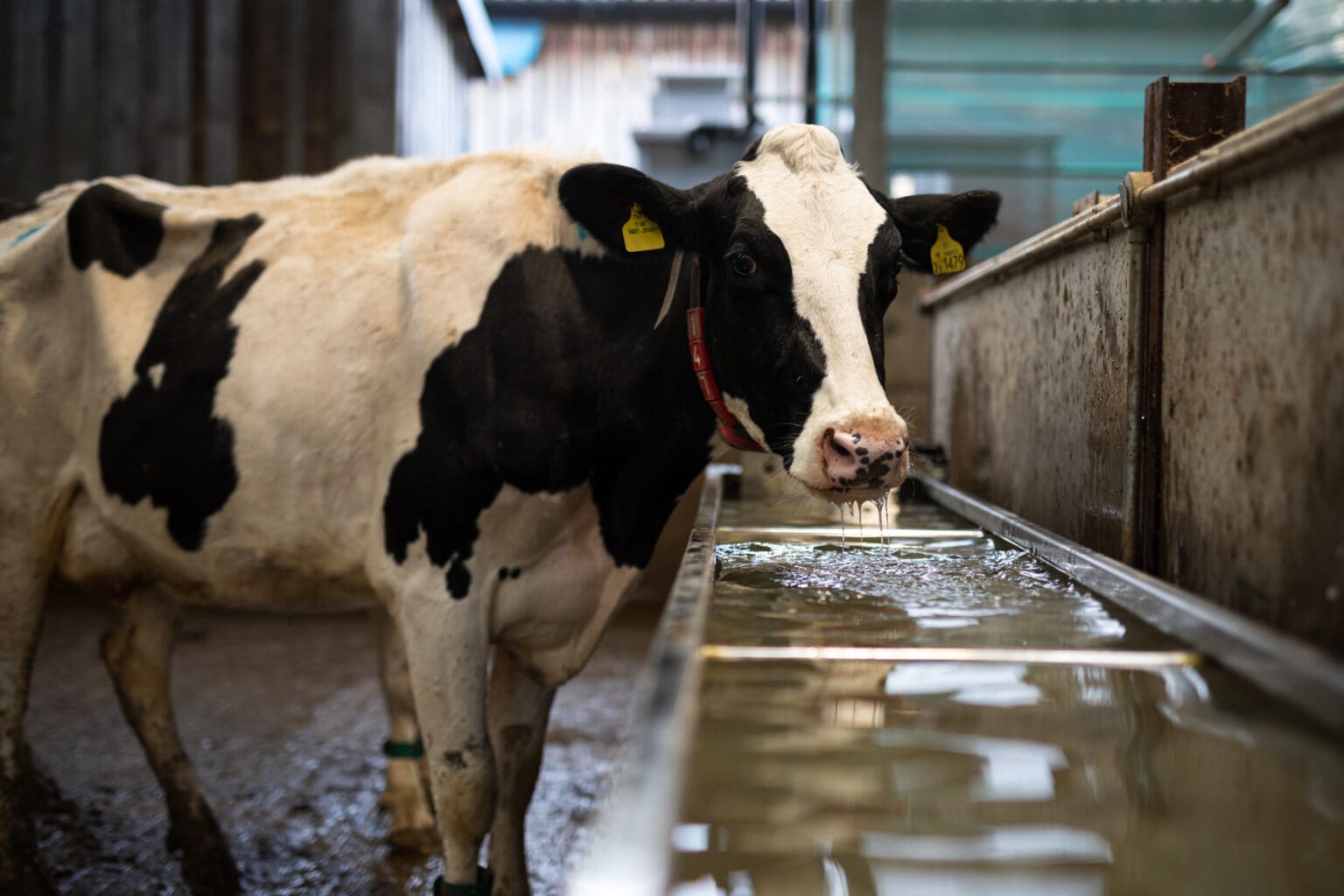 Foundation Degree in Sustainable Agriculture with Livestock Management | University Centre ...