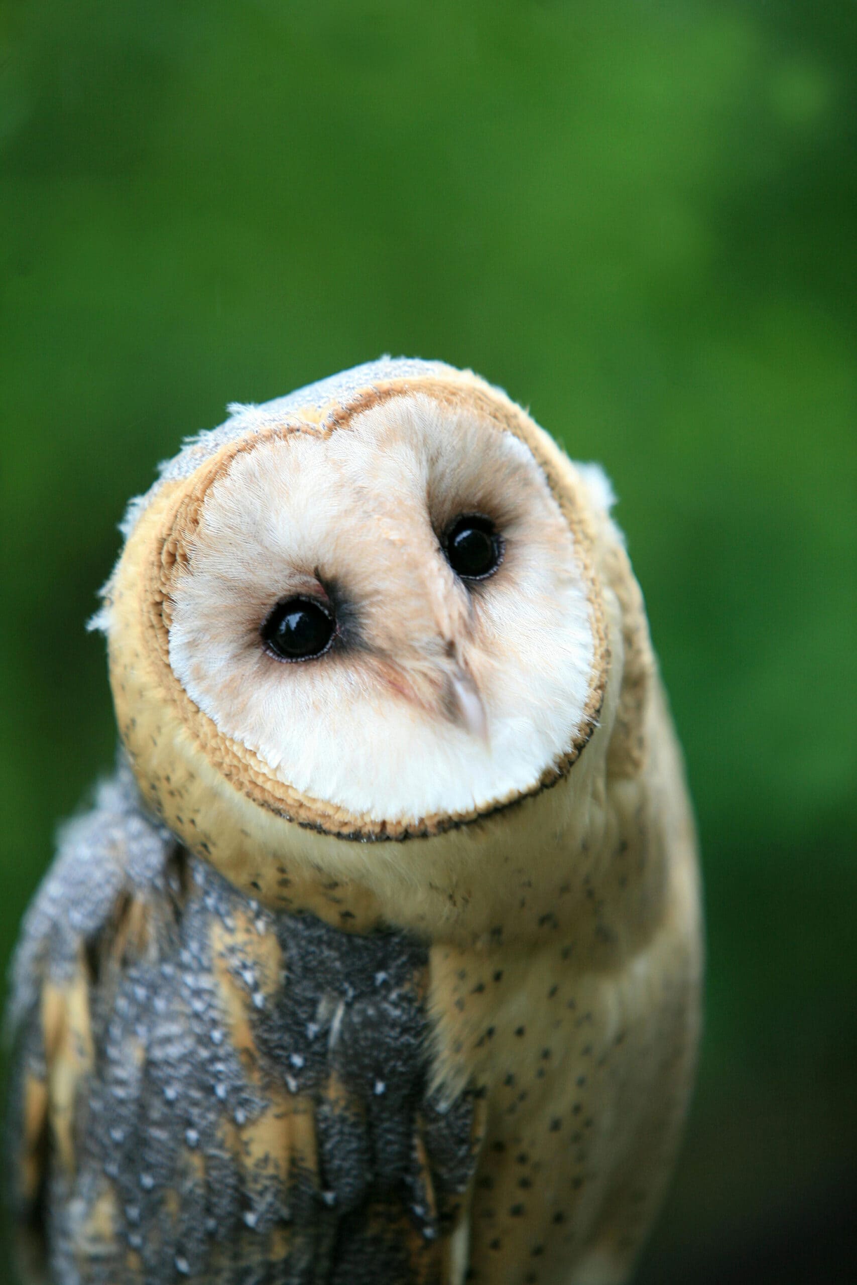 BSc (Hons) in Applied Zoology | University Centre Reaseheath