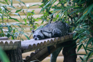 Cert He Zoo Management University Centre Reaseheath