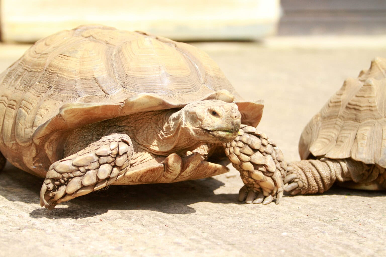 Access to Higher Education Diploma (Veterinary Science) - University ...