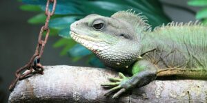 Fascinating free public lecture series returns to Reaseheath - University Centre Reaseheath