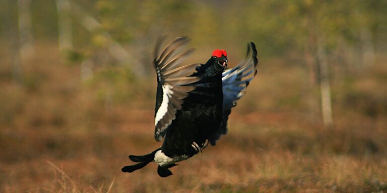 Public lecture explores the diverse and surprising mating rituals of ...